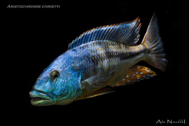 Aristochromis christyi (unknown locality)
