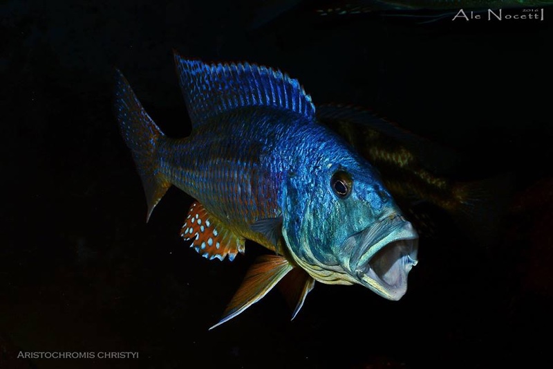 Aristochromis christyi (unknown locality)