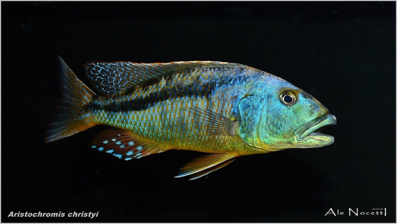 Aristochromis christyi (unknown locality)