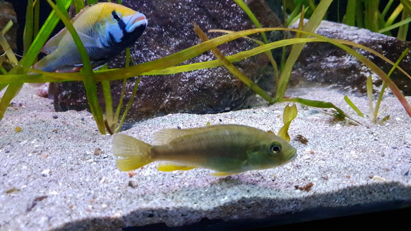 Astatotilapia calliptera 'Thumbi East Island'