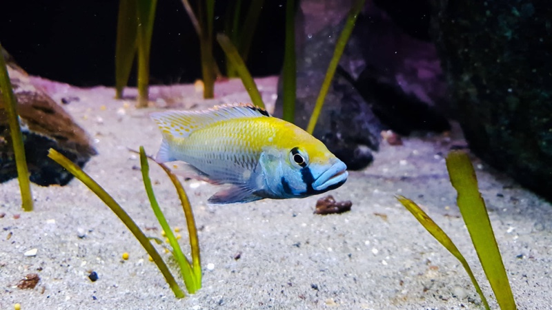 Astatotilapia calliptera 'Thumbi East Island'