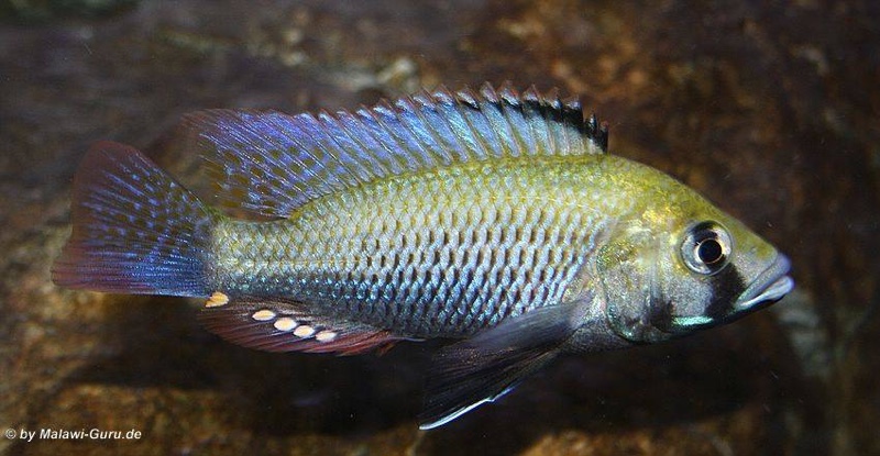 Astatotilapia calliptera 'Thumbi East Island'