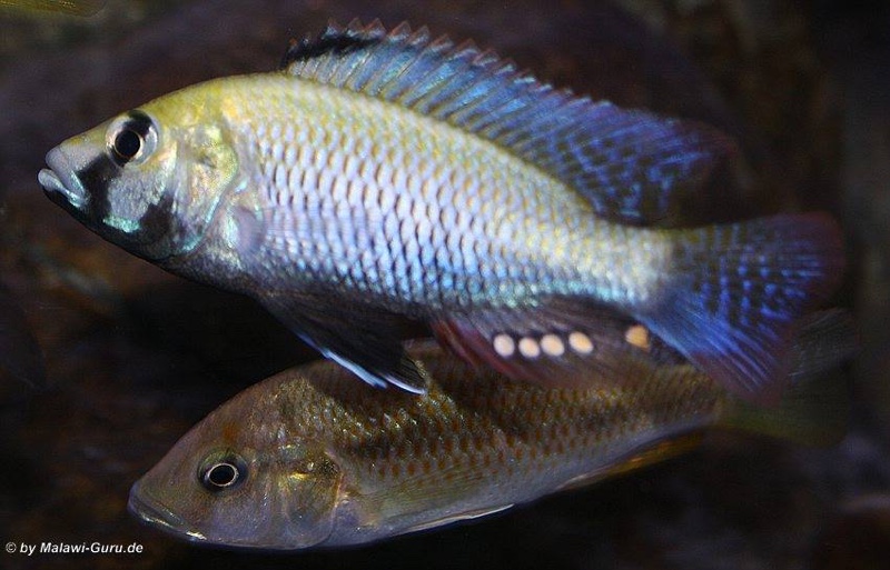 Astatotilapia calliptera 'Thumbi East Island'