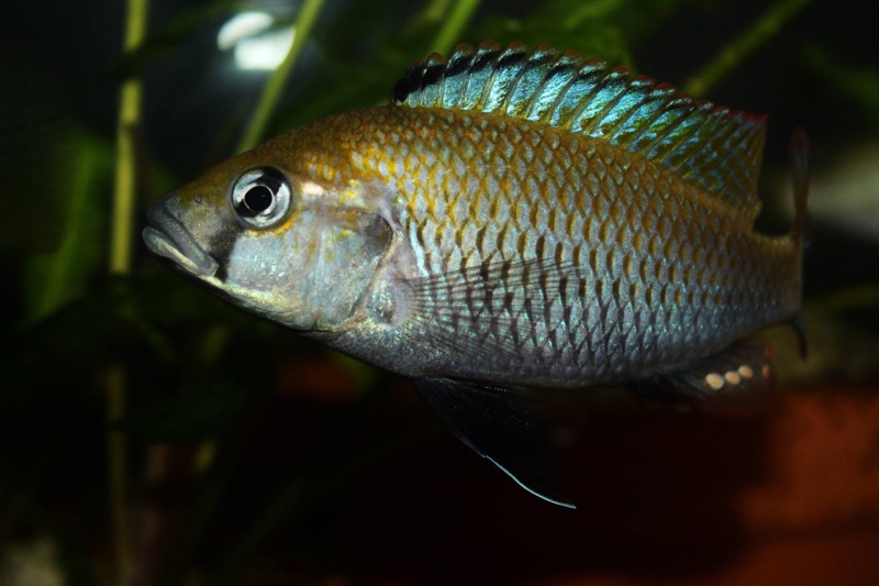 Astatotilapia calliptera 'Thumbi East Island'