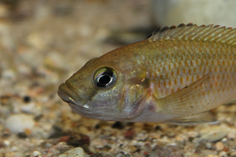 Astatotilapia calliptera 'Thumbi East Island'