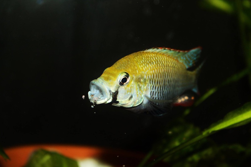 Astatotilapia calliptera 'Thumbi East Island'