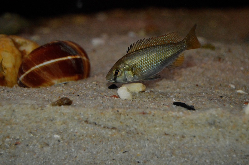 Astatotilapia sp. 'calliptera chizumulu' Chizumulu Island
