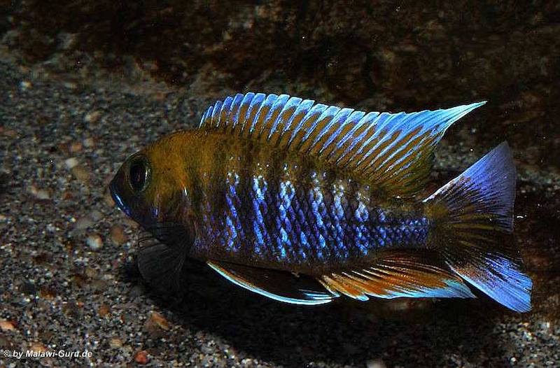 Aulonocara jacobfreibergi 'Otter Point'; Malawi Butterfly