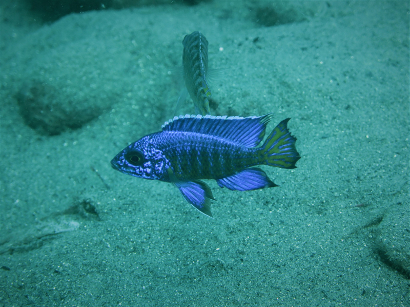Aulonocara stuartgranti 'Chilumba'