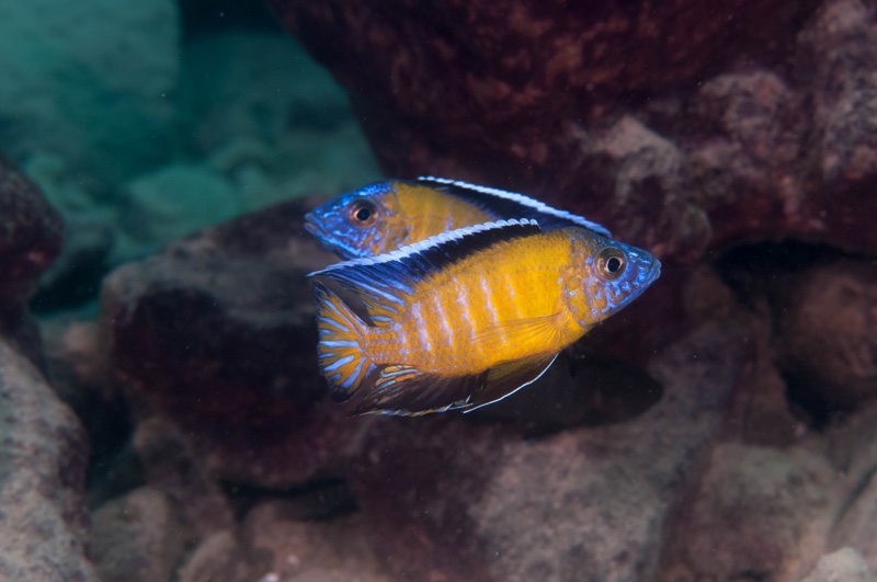 Aulonocara stuartgranti 'Mara Rocks'