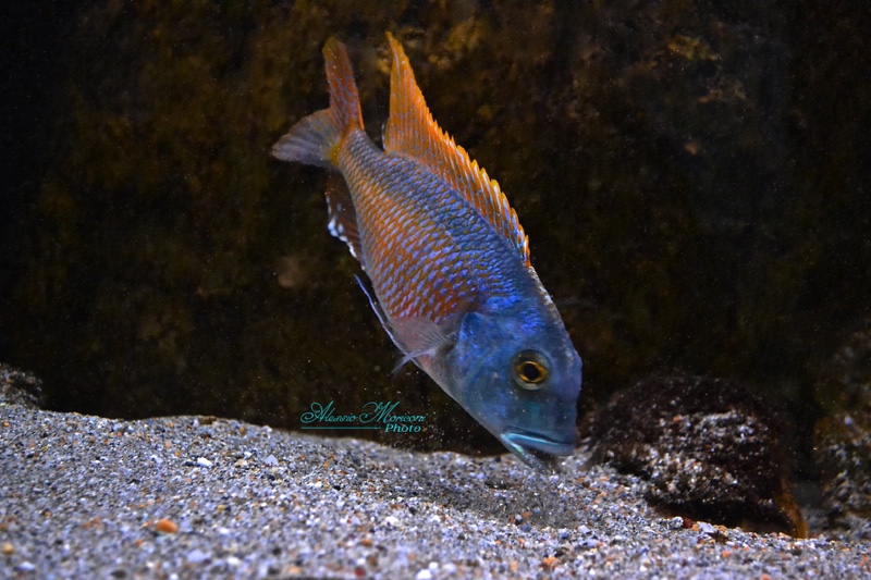 Buccochromis nototaenia (unknown locality)