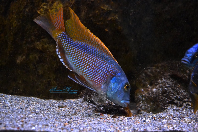 Buccochromis nototaenia (unknown locality)