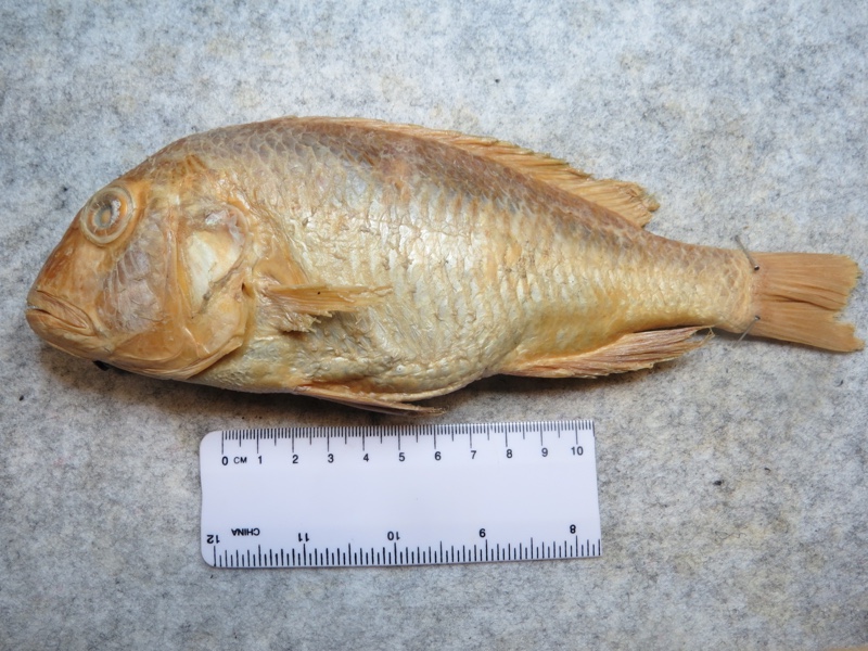 Buccochromis nototaenia (unknown locality)