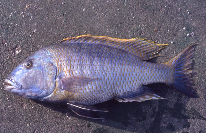 Buccochromis nototaenia (unknown locality)