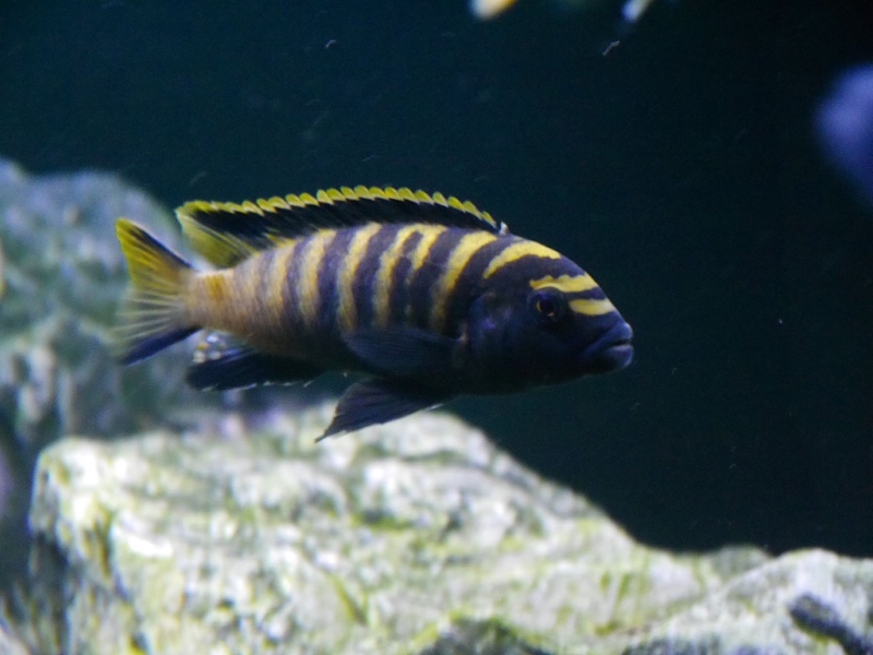 Chindongo flavus 'Chinyankwazi Island'