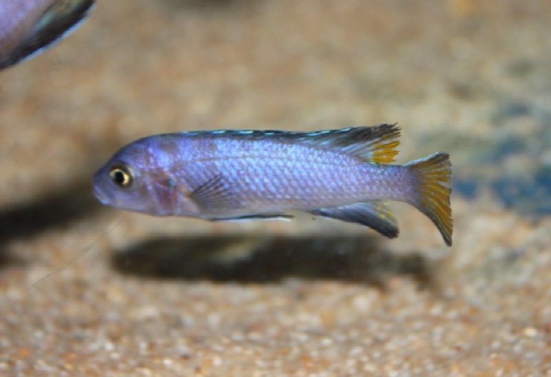 Chindongo sp. 'elongatus mphanga' (unknown locality)