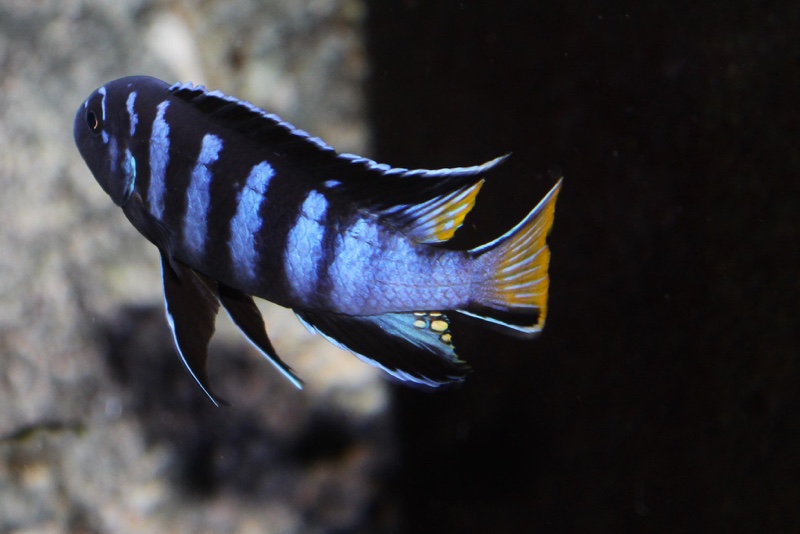 Chindongo sp. 'elongatus mphanga' (unknown locality)