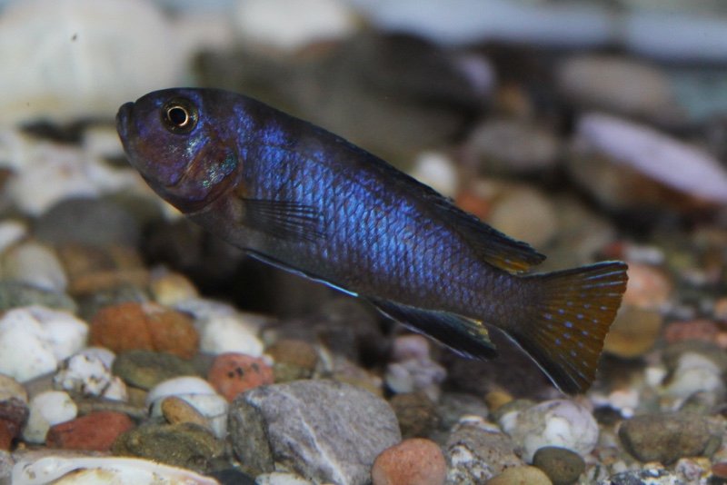 Chindongo sp. 'elongatus mphanga' (unknown locality)