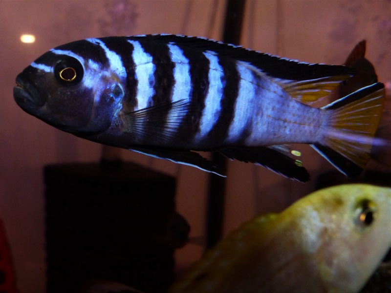 Chindongo sp. 'elongatus mphanga' (unknown locality)