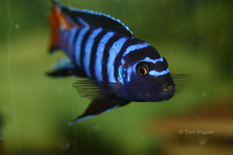 Chindongo sp. 'elongatus mphanga' (unknown locality)