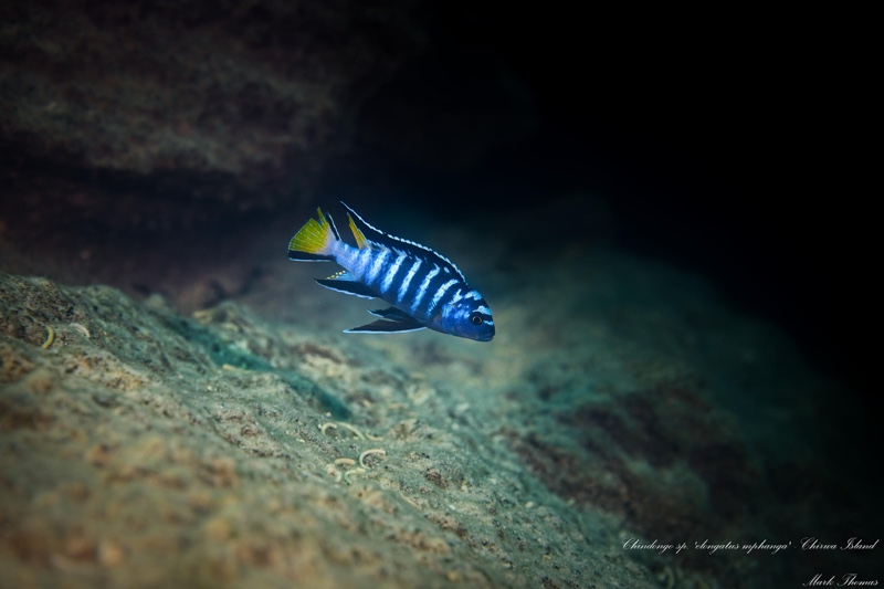 Chindongo sp. 'elongatus mphanga' Chirwa Island