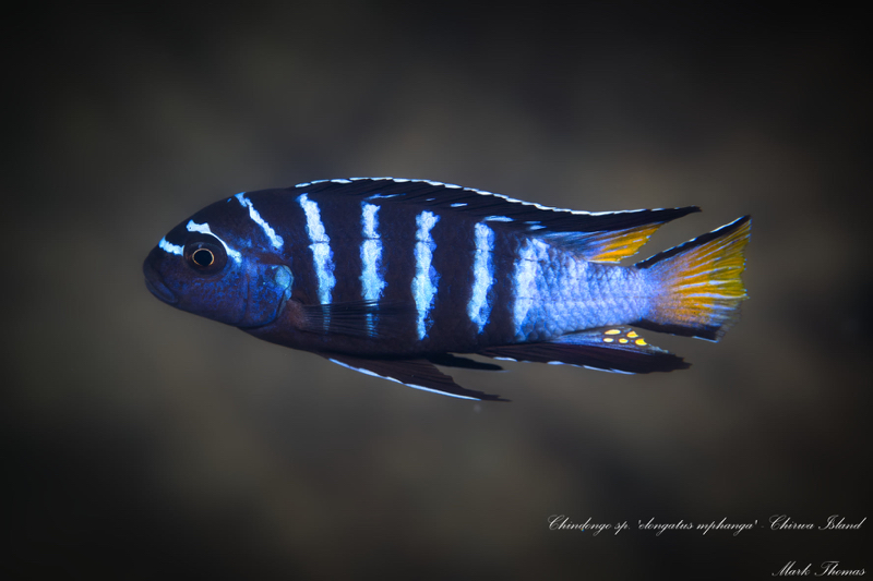 Chindongo sp. 'elongatus mphanga' Chirwa Island