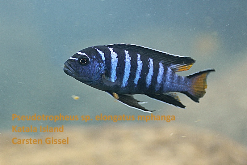 Chindongo sp. 'elongatus mphanga' Katale Island