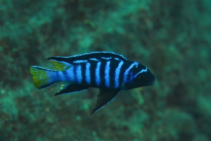 Chindongo sp. 'elongatus mphanga' Luwino Reef