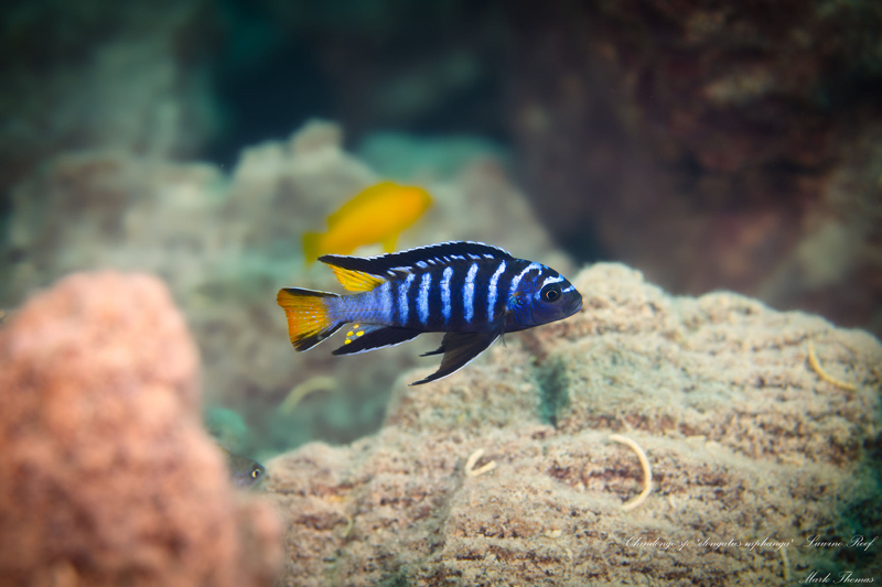 Chindongo sp. 'elongatus mphanga' Luwino Reef