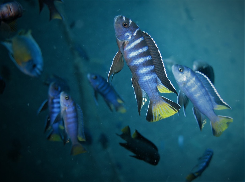 Chindongo sp. 'elongatus mphanga' Maison Reef