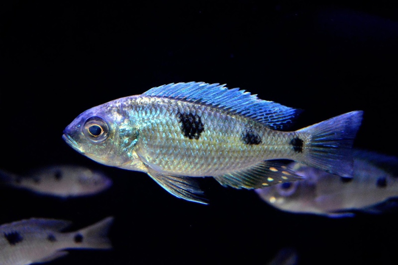 Copadichromis chrysonotus (unknown locality)