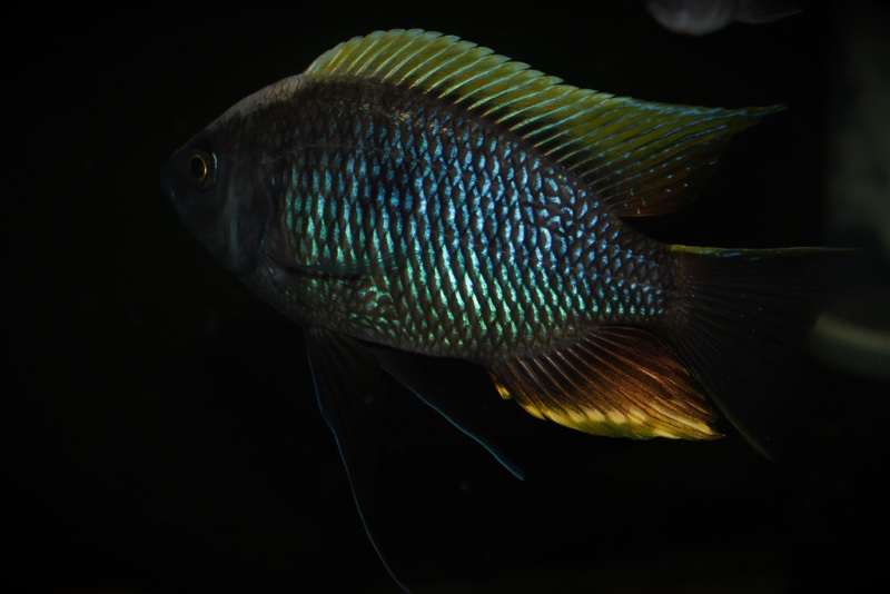 Copadichromis geertsi 'Gome'