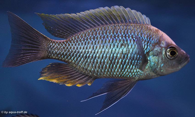 Copadichromis geertsi 'Gome'
