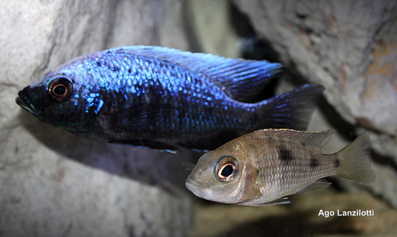 Copadichromis trewavasae 'Lupingu'