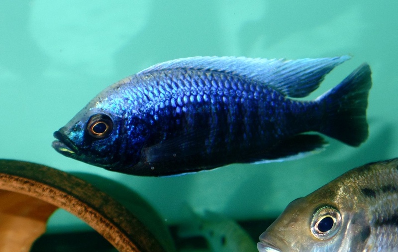 Copadichromis trewavasae 'Lupingu'