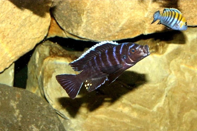 Cynotilapia afra 'Chiofu'