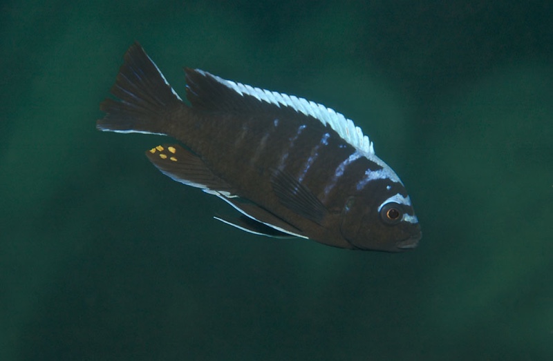 Cynotilapia afra 'Machili Island'