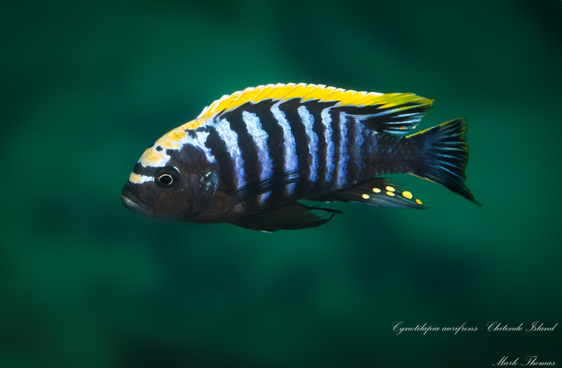 Cynotilapia aurifrons 'Chitande Island'