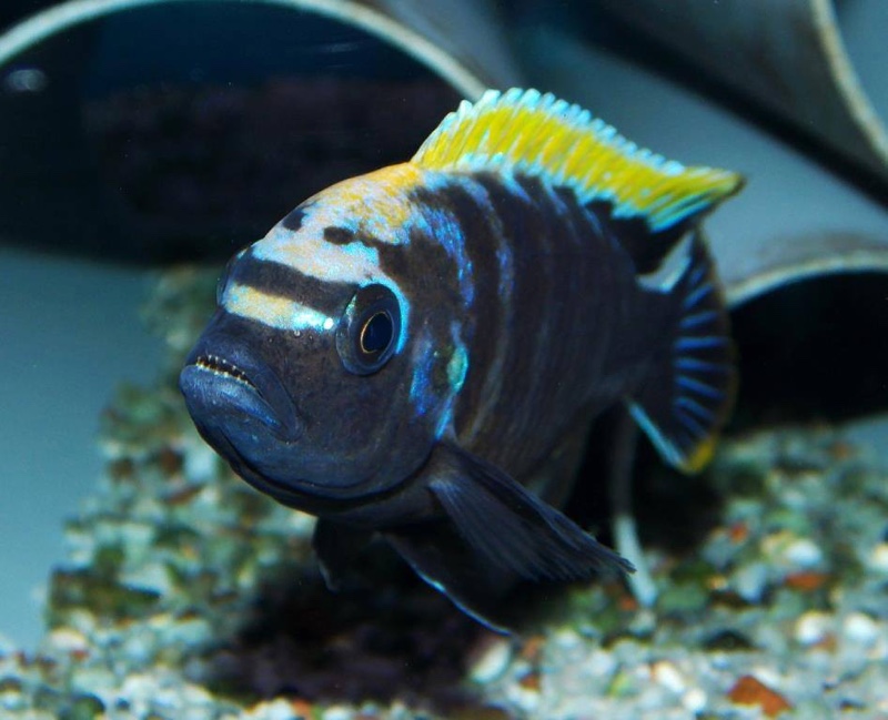 Cynotilapia aurifrons 'Luwino Reef'