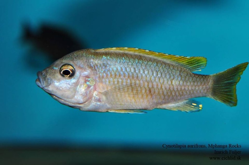 Cynotilapia aurifrons 'Mphanga Rocks'