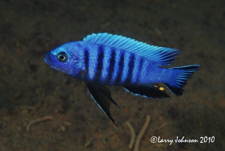 Cynotilapia axelrodi 'Nkhata Bay'