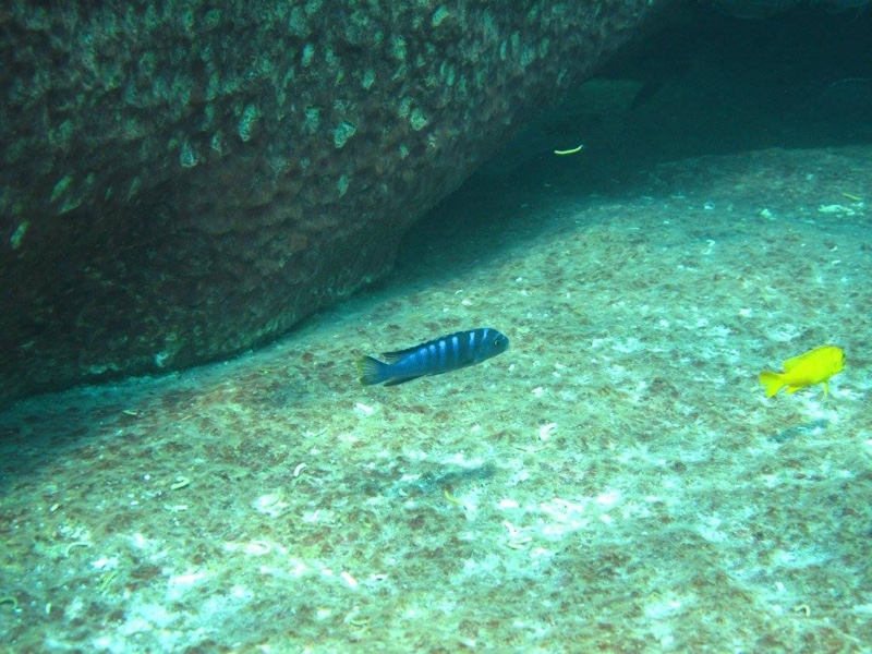Cynotilapia chilundu 'Taiwanee Reef'; Cynotilapia sp. 'elongatus taiwan'