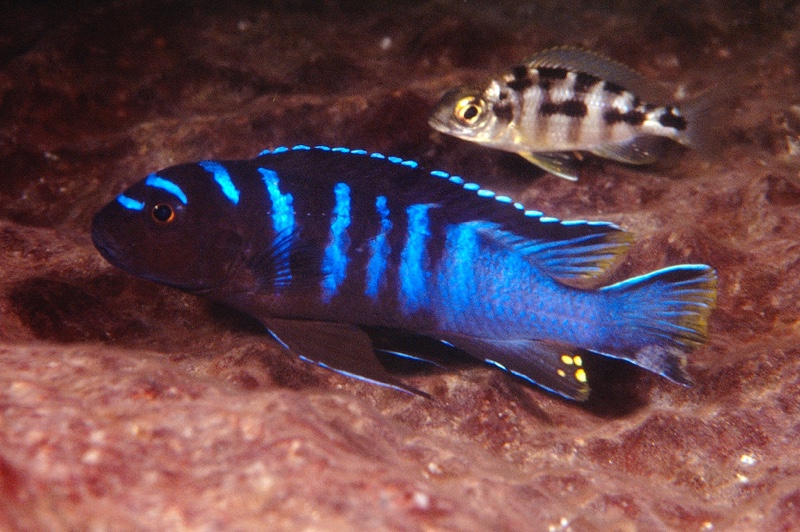Cynotilapia chilundu 'Taiwanee Reef'; Cynotilapia sp. 'elongatus taiwan'