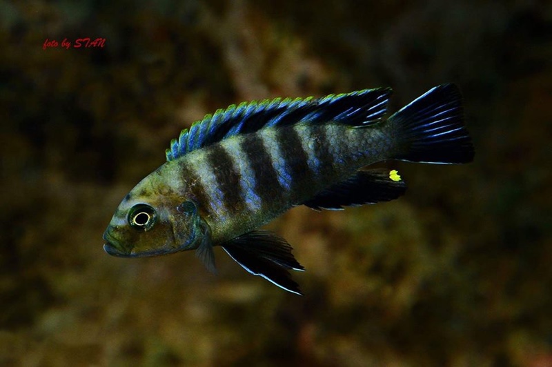 Cynotilapia sp. 'lion' Sanga