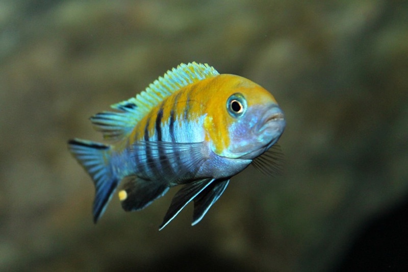 Cynotilapia zebroides 'Cobwe'