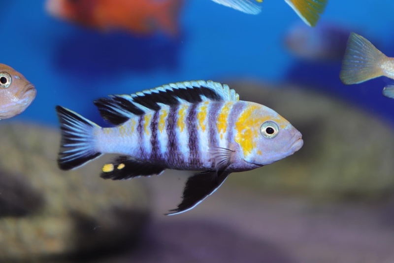 Cynotilapia zebroides 'Cobwe'
