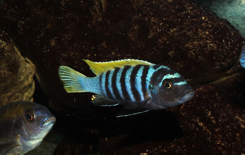 Cynotilapia zebroides 'Jalo Reef'