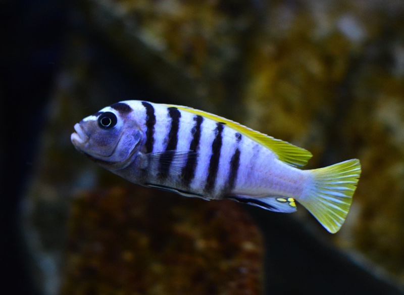 Cynotilapia zebroides 'Jalo Reef'