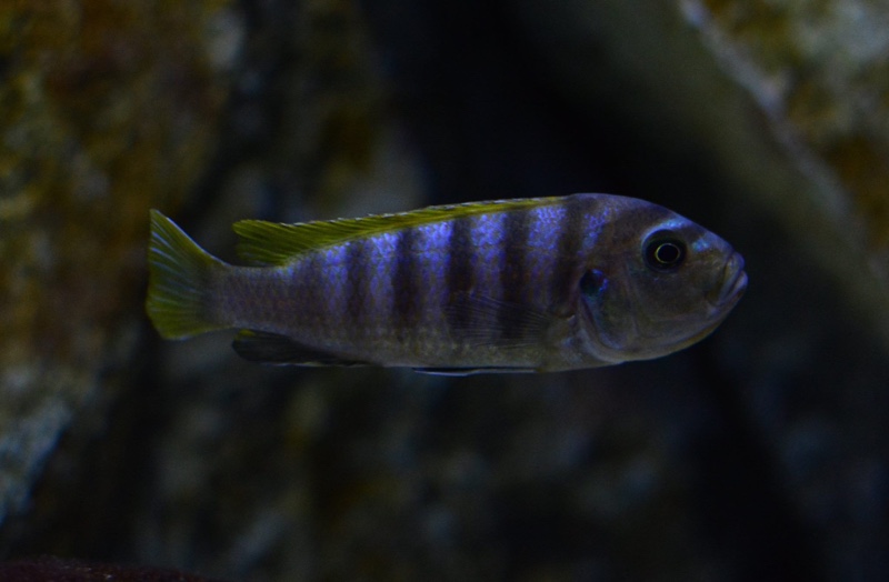 Cynotilapia zebroides 'Jalo Reef'
