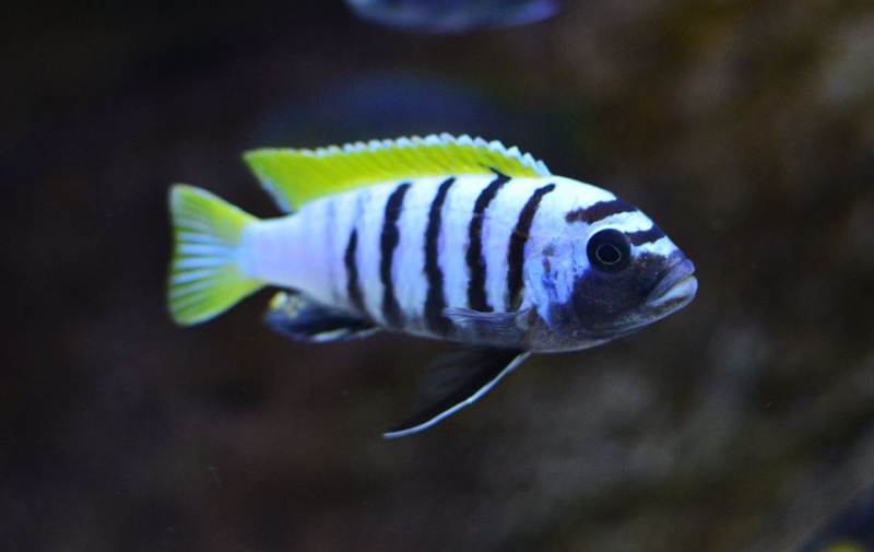 Cynotilapia zebroides 'Jalo Reef'